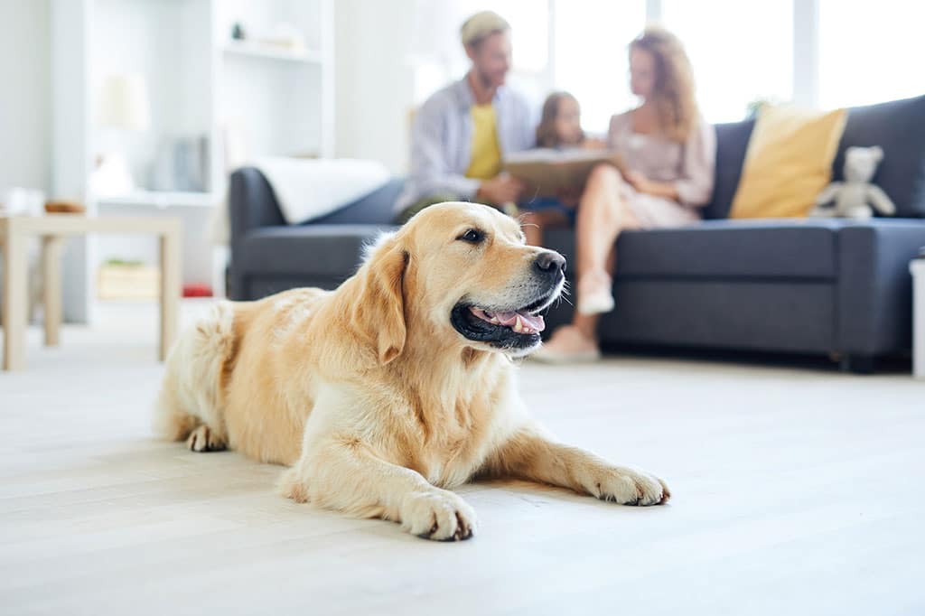 5 Ways to Choose a Home Your Dog Will Love - Envoy Mortgage